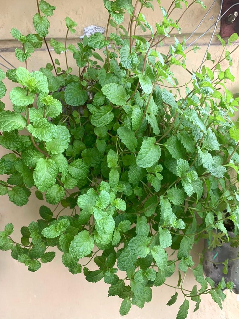 Peppermint alive plant/Yerba buena/Medicinal plant/Healthy & branching ...