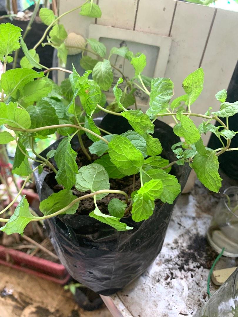 Peppermint alive plant/Yerba buena/Medicinal plant/Healthy & branching ...