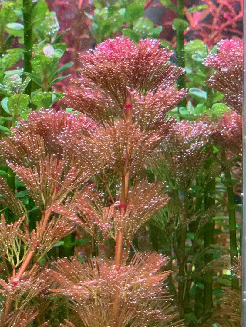 Red Cabomba Furcata (Aquatic Plant), Furniture & Home Living, Gardening ...