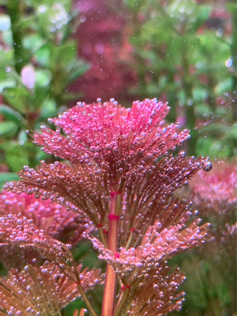 Red Cabomba Furcata (Aquatic Plant), Furniture & Home Living, Gardening ...