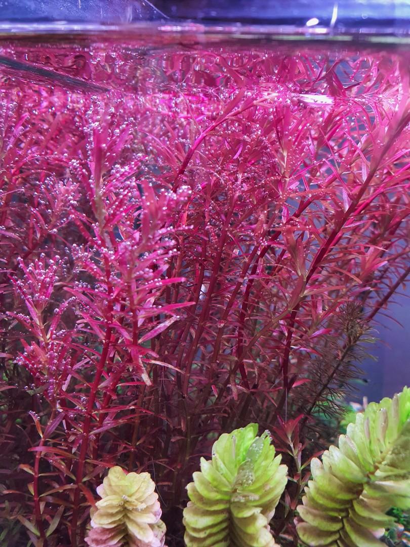 Rotala hra, Furniture & Home Living, Gardening, Plants & Seeds on Carousell