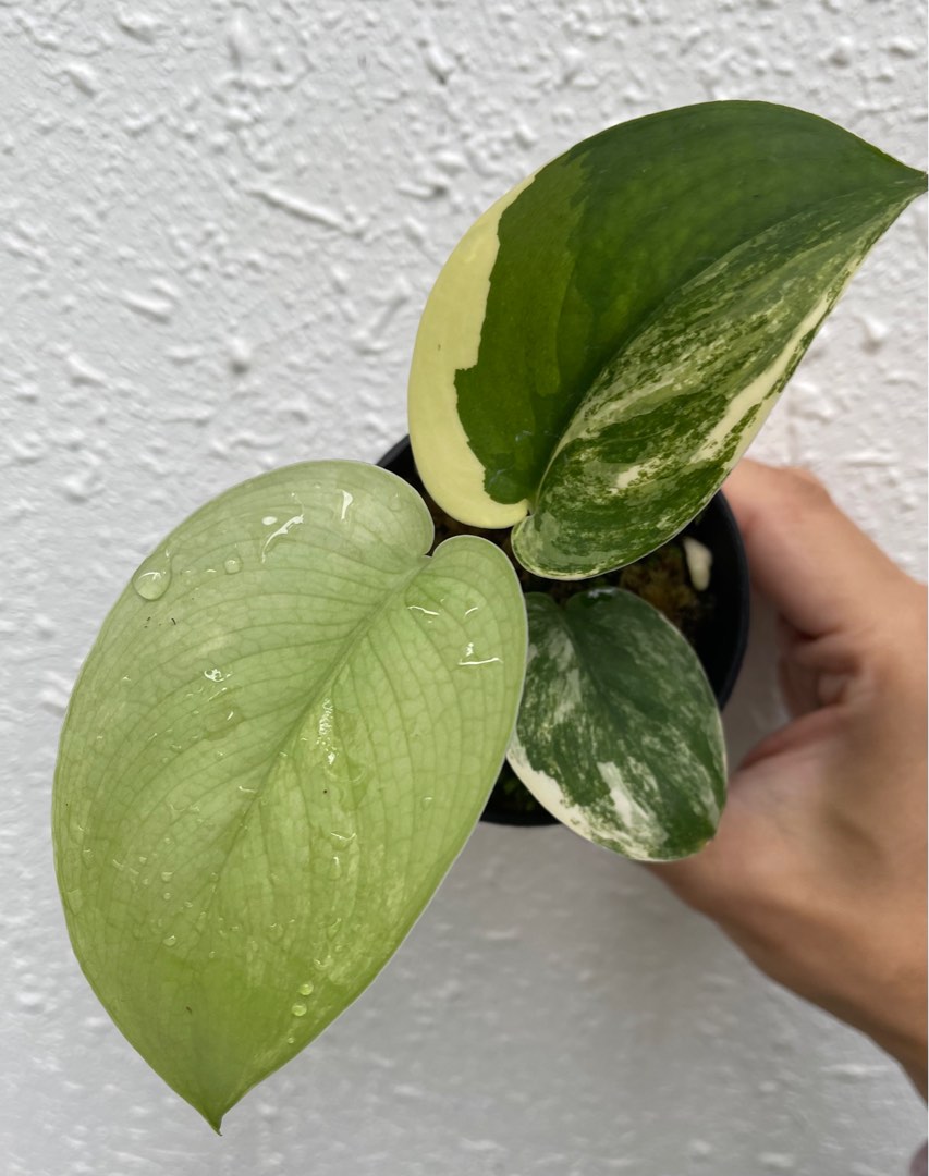 Scindapsus Jade Satin Variegated Aurea, Furniture & Home Living ...