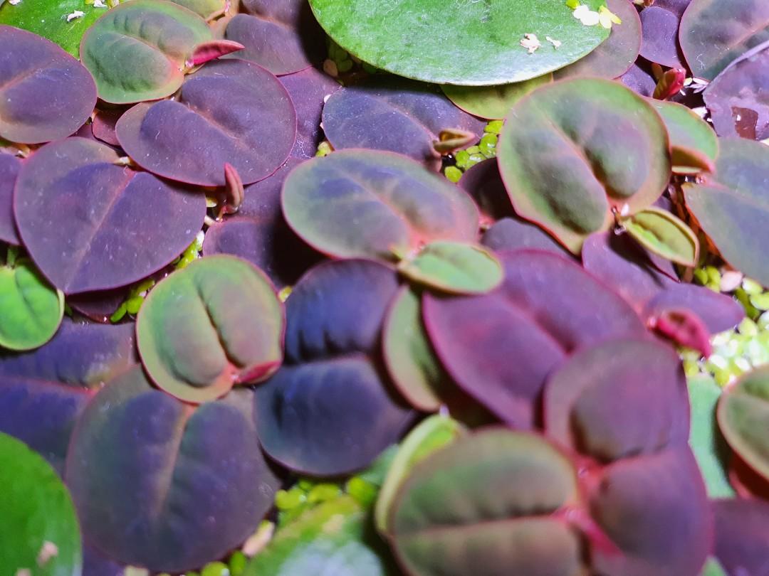 AQUATIC RED ROOT FLOATER, Pet Supplies, Homes & Other Pet Accessories ...