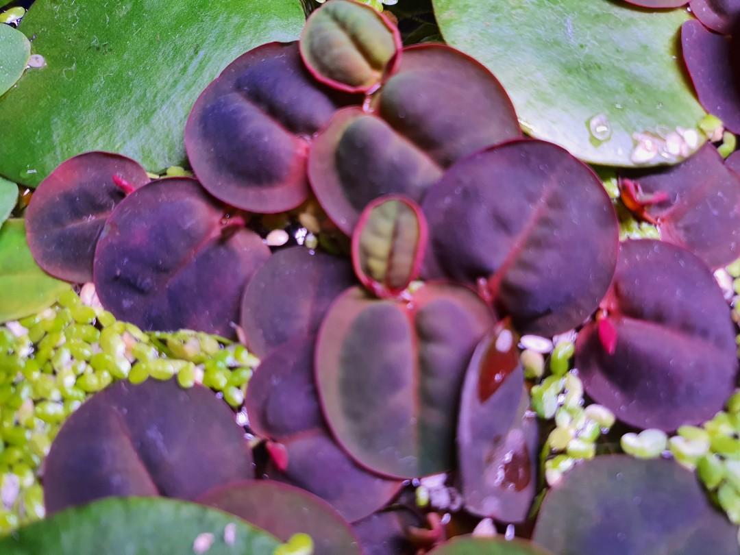 AQUATIC RED ROOT FLOATER, Pet Supplies, Homes & Other Pet Accessories ...