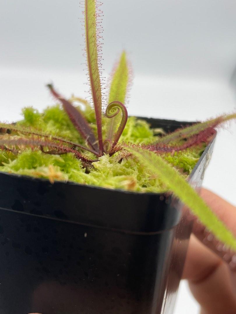 Drosera Adelae, Furniture & Home Living, Gardening, Plants & Seeds on ...
