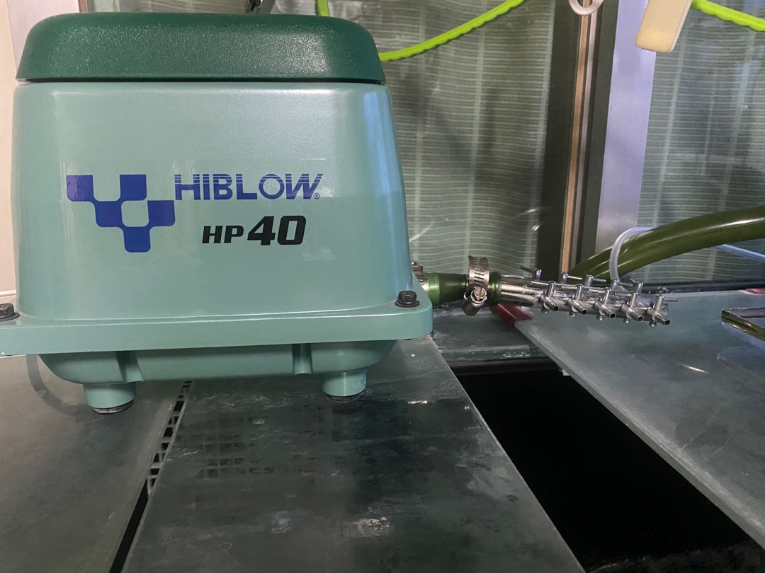 Hiblow 40, Pet Supplies, Homes & Other Pet Accessories on Carousell