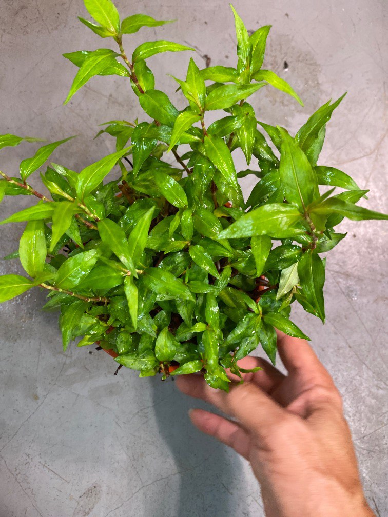 Laksa / Daun Kesum Plant ., Furniture & Home Living, Gardening, Plants ...