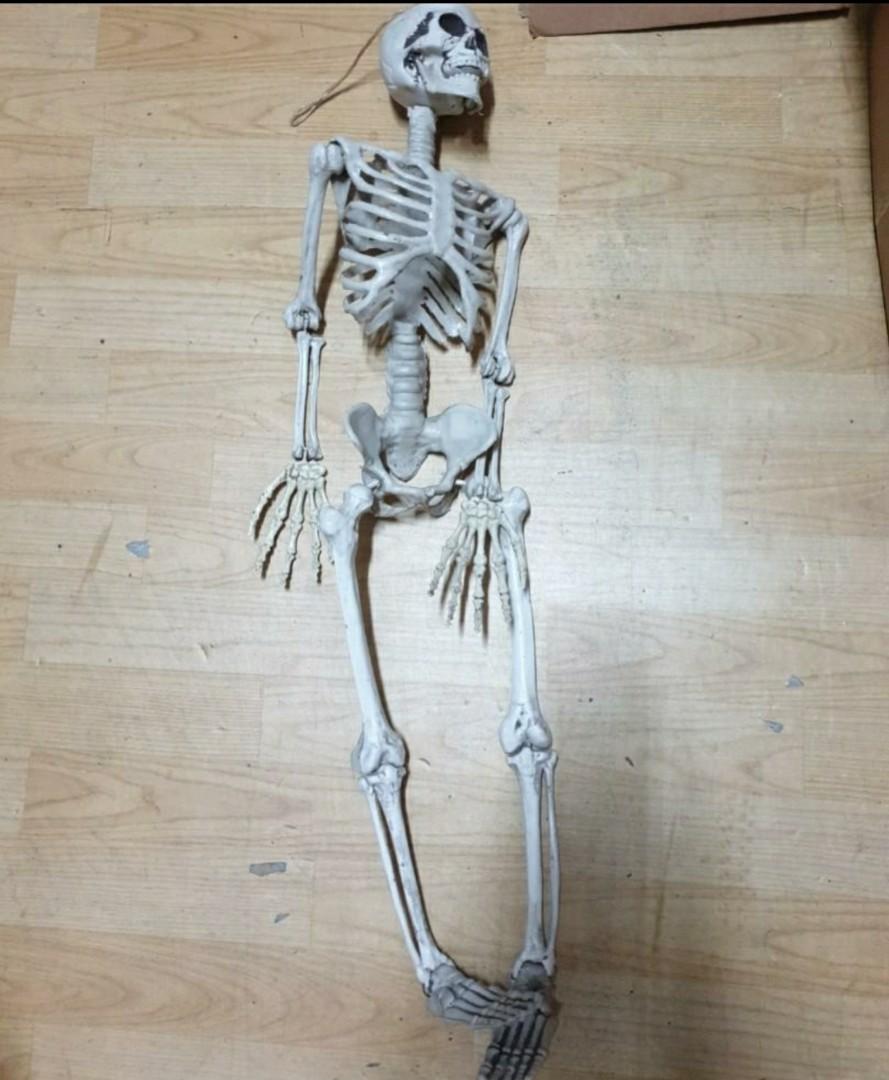 skeleton prop 3 feet tall Halloween deco, Hobbies & Toys, Toys & Games ...