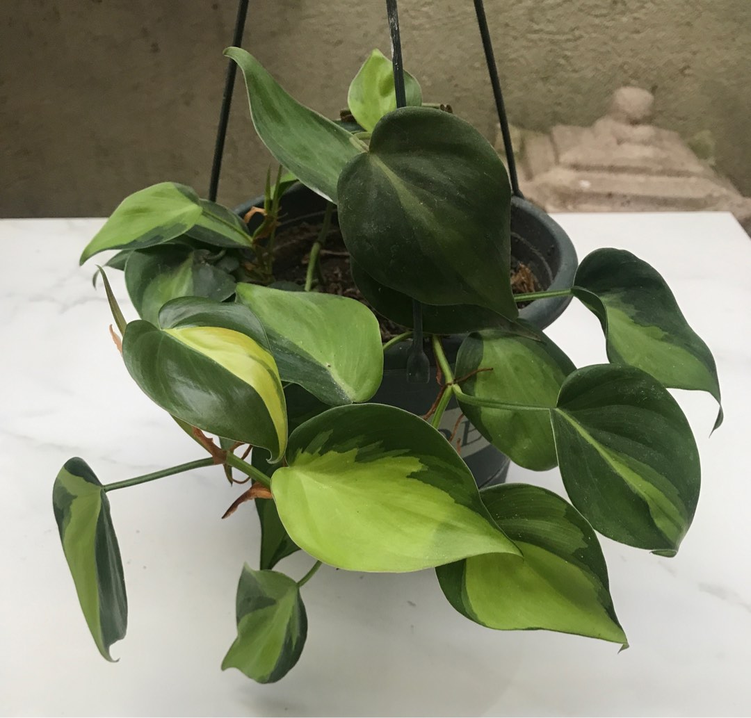 Philodendron Brazil, Furniture & Home Living, Gardening, Plants & Seeds ...