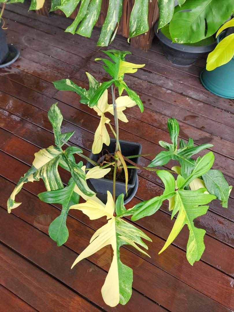 Philodendron Florida Beauty Variegated, Furniture & Home Living ...