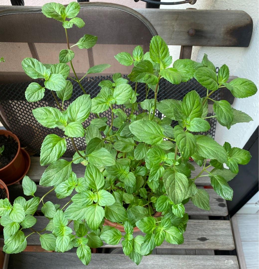 Plant: Eu De Cologne Mint, Furniture & Home Living, Gardening, Plants ...