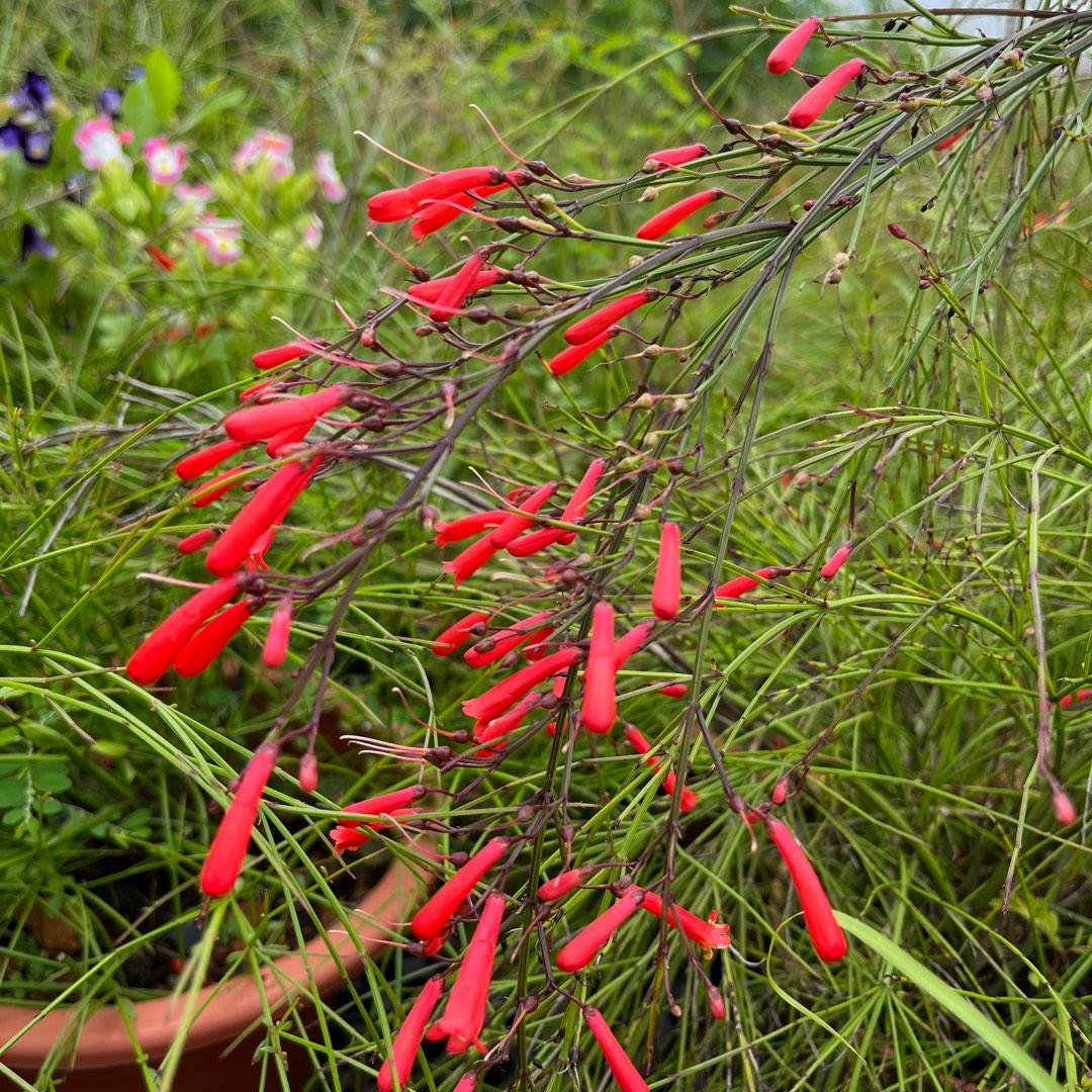 Russelia Equisetiformis, Firecracker Plant (Hanging) (0.4m), Furniture ...