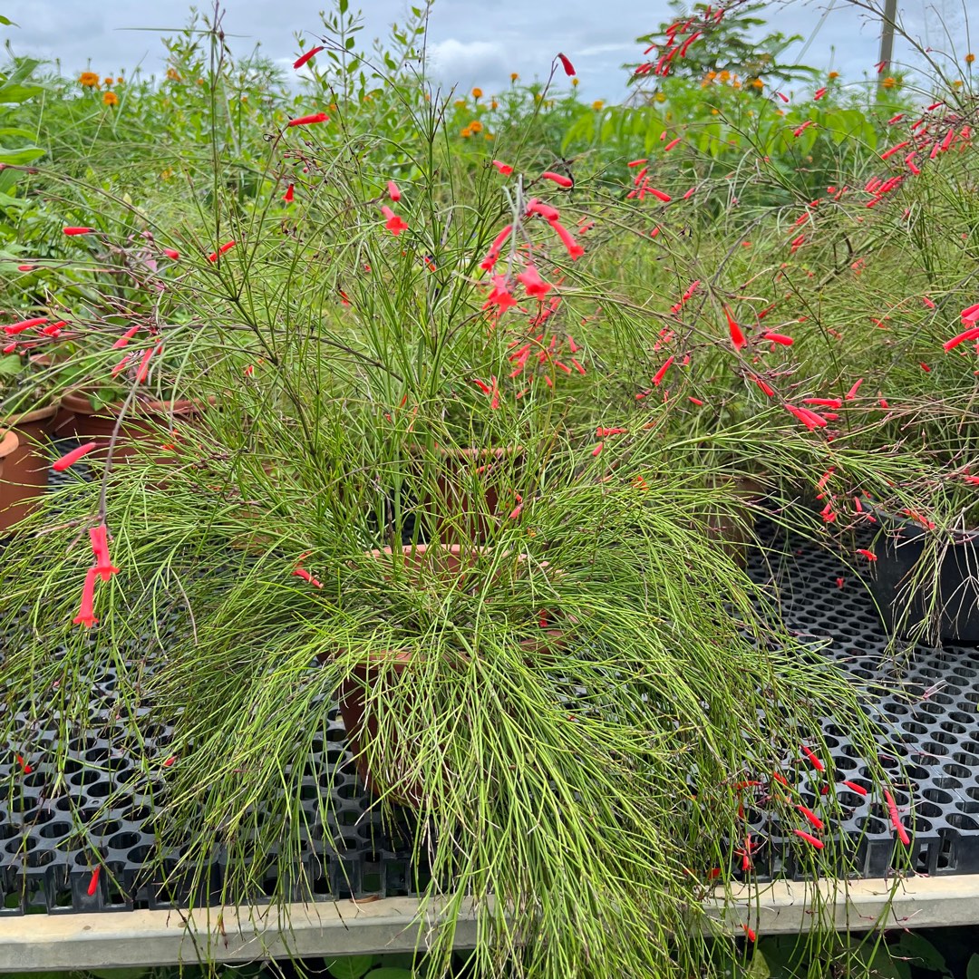 Russelia Equisetiformis, Firecracker Plant (Hanging) (0.4m), Furniture ...