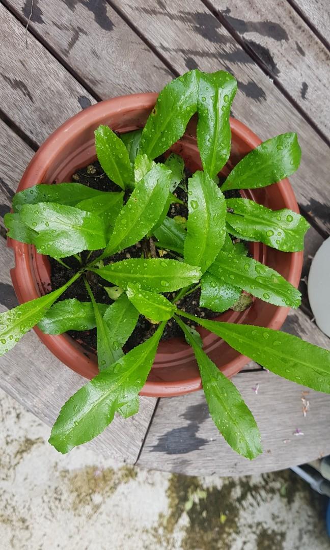 Sawtooth coriander cilantro big and small pots, Furniture & Home Living ...