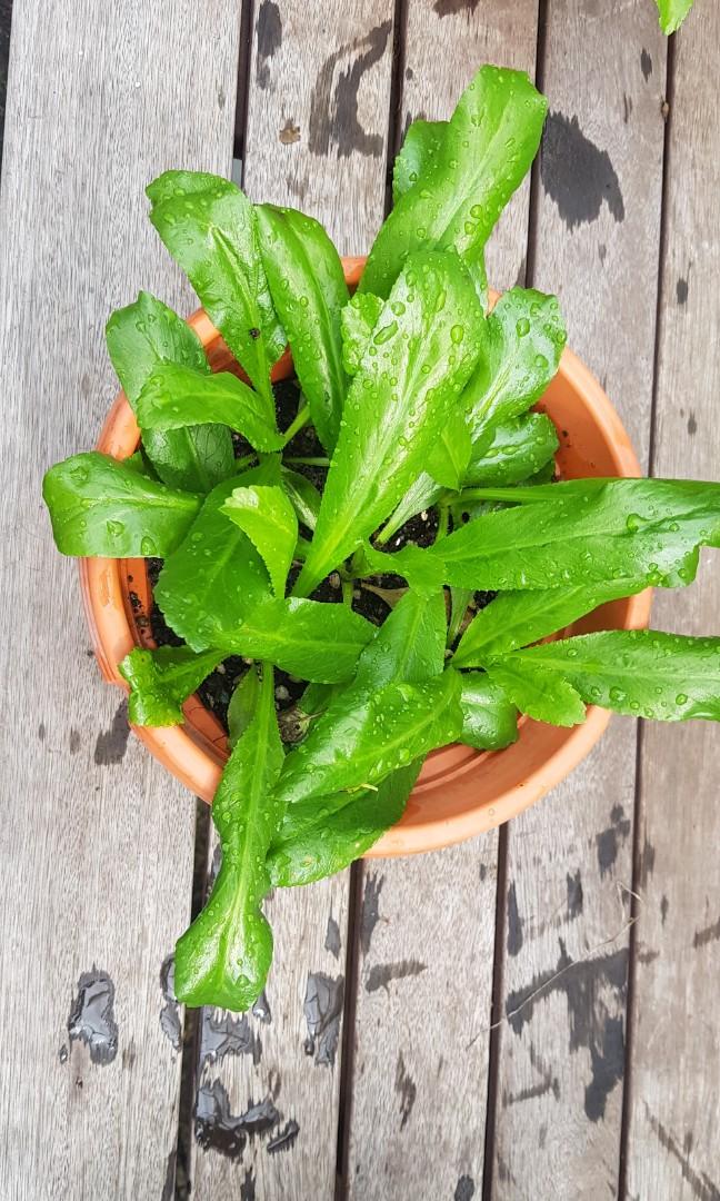 Sawtooth coriander cilantro big and small pots, Furniture & Home Living ...