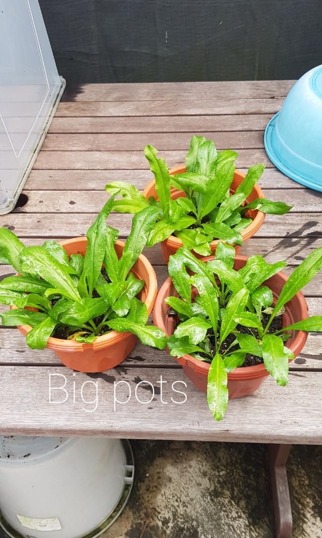 Sawtooth coriander cilantro big and small pots, Furniture & Home Living ...