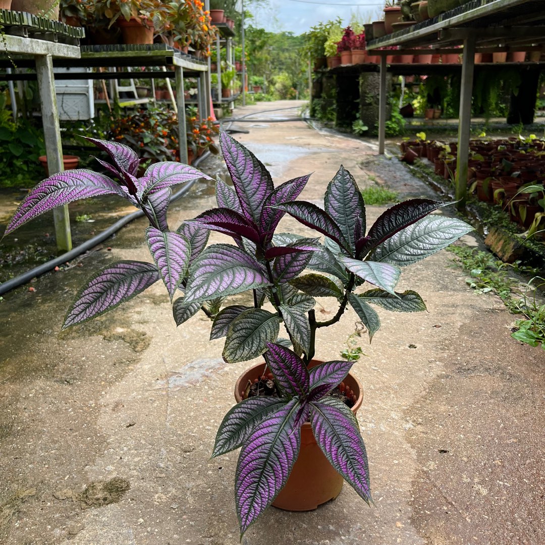 Strobilanthes Dyerianus Mast (0.35m), Furniture & Home Living ...