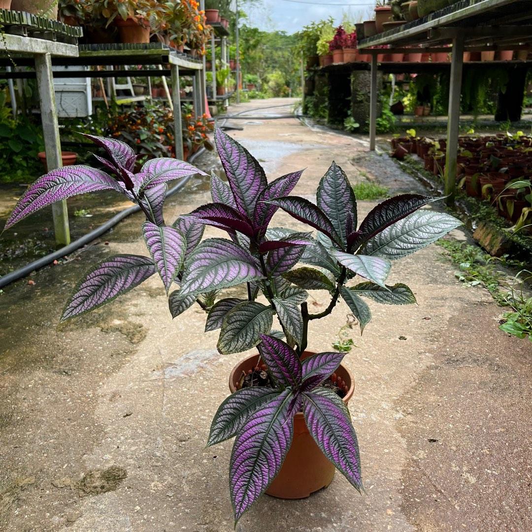 Strobilanthes Dyerianus Mast (0.35m), Furniture & Home Living ...