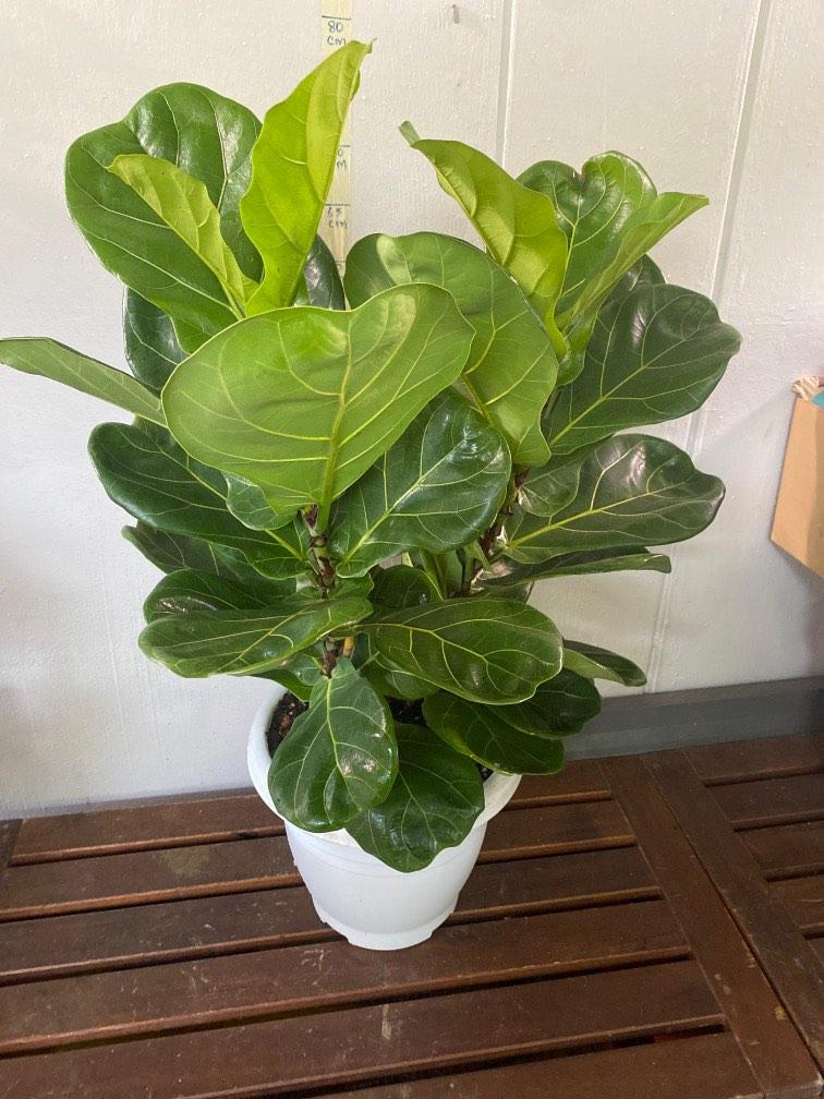 Ficus lyrata/Fiddle Fig (2stems) 75cm tall in 26cm Pot, Furniture ...