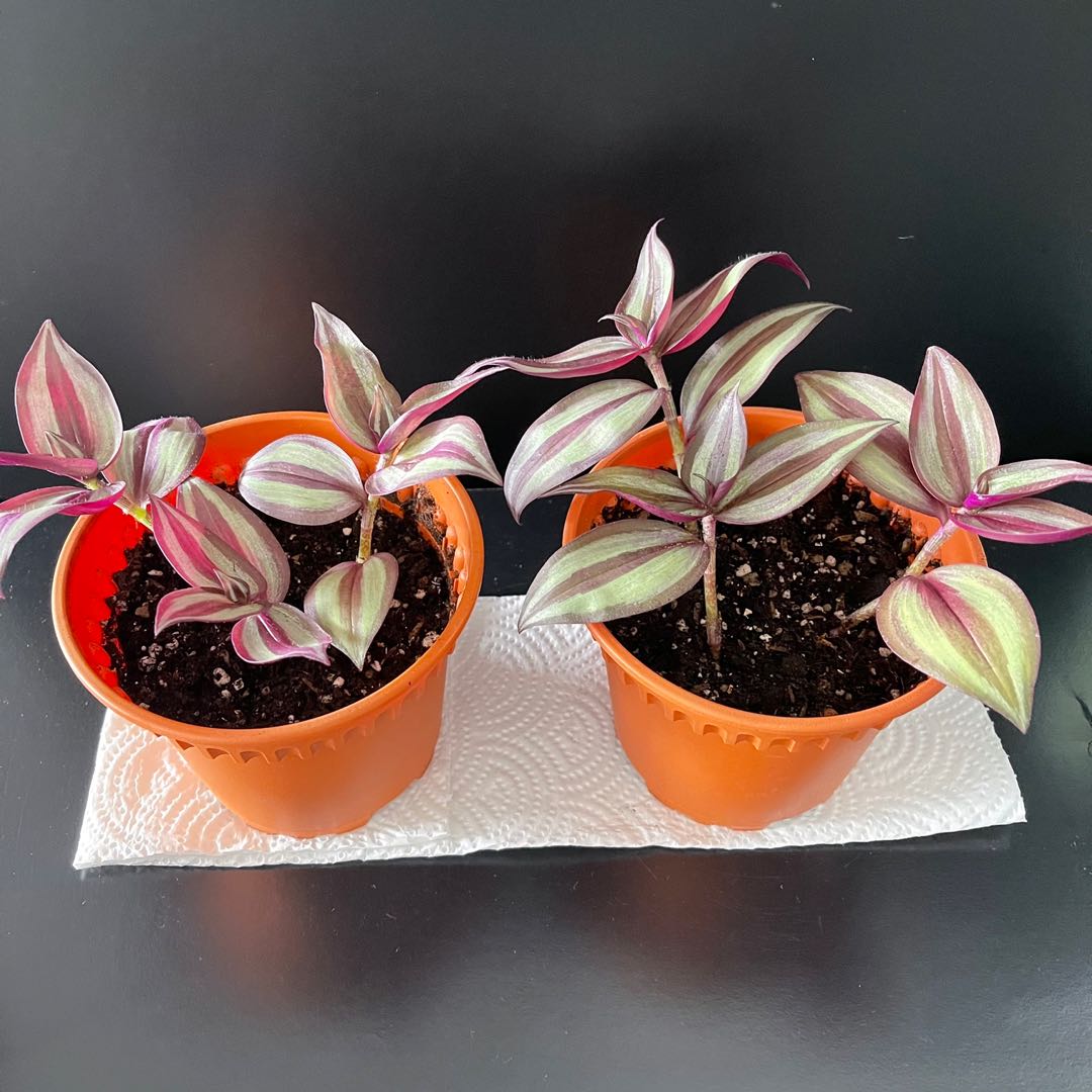 FOC Zebrina/ Tradescantia Plant, Furniture & Home Living, Gardening ...