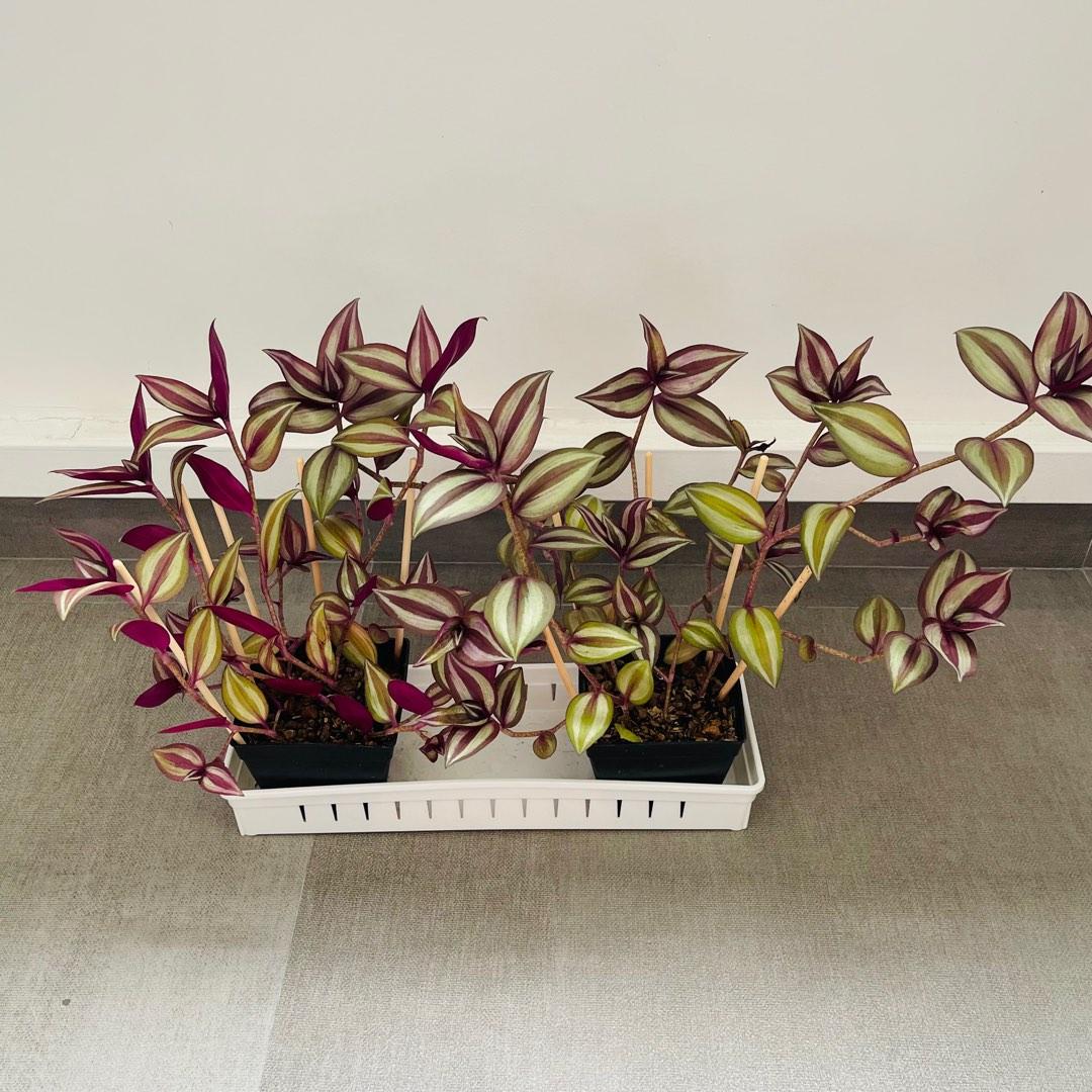 FOC Zebrina/ Tradescantia Plant, Furniture & Home Living, Gardening ...