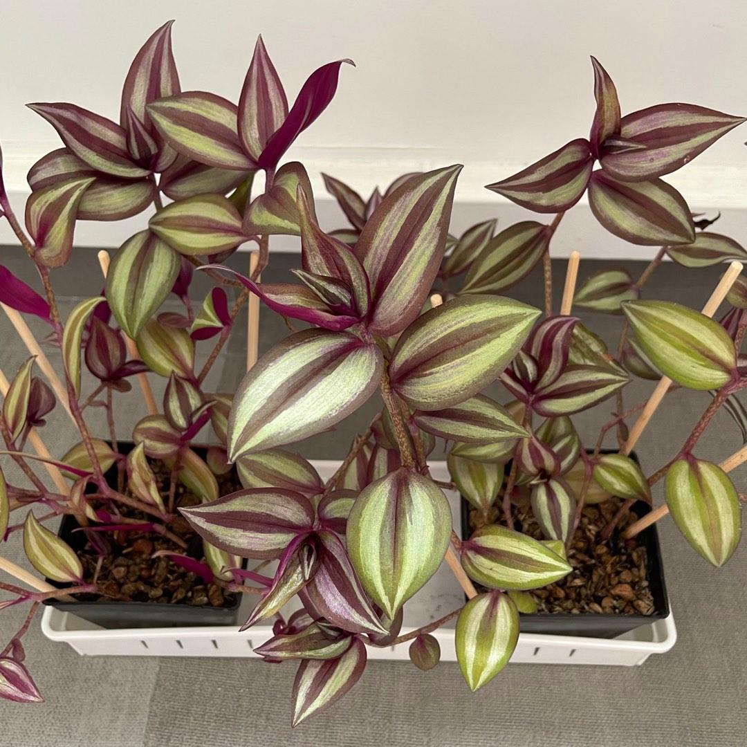 FOC Zebrina/ Tradescantia Plant, Furniture & Home Living, Gardening ...