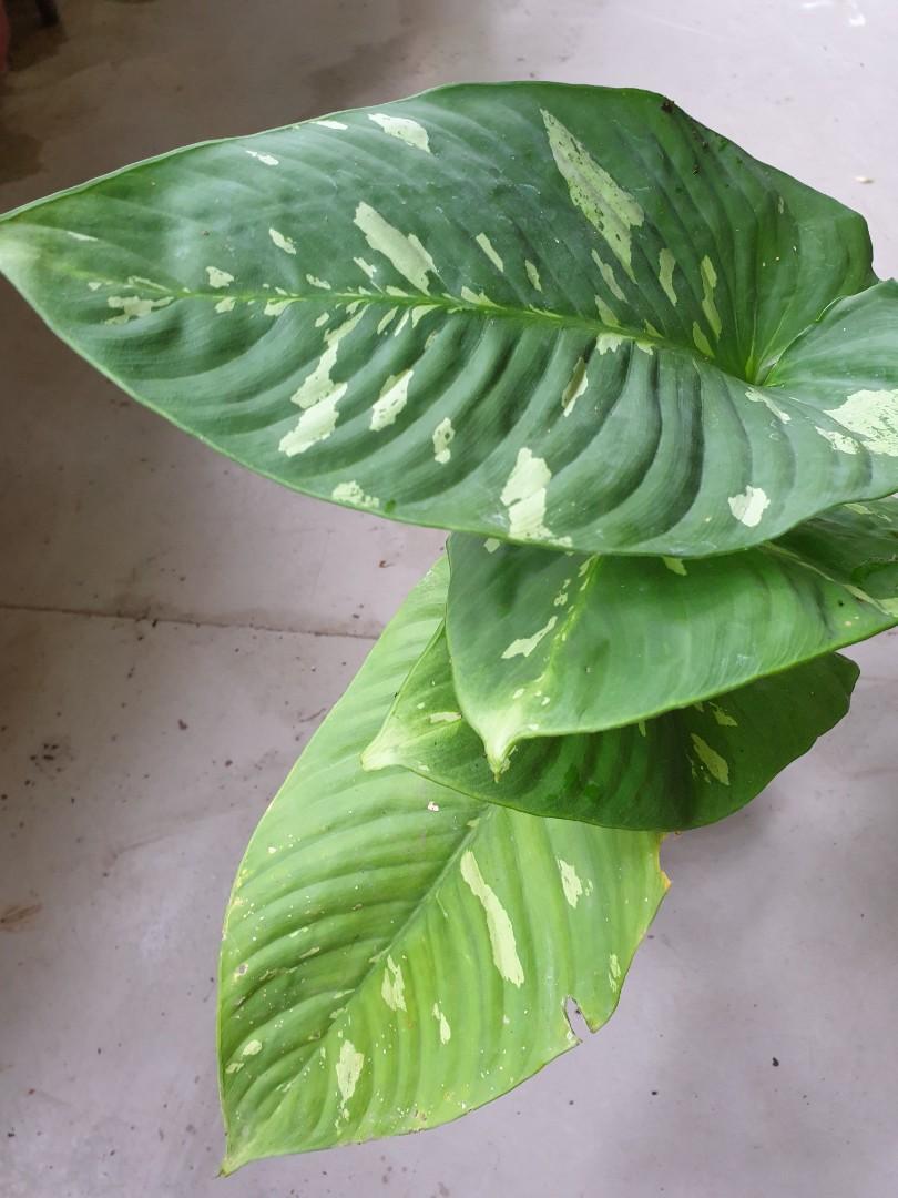 Homalomena Army Variegated, Furniture & Home Living, Gardening, Plants ...