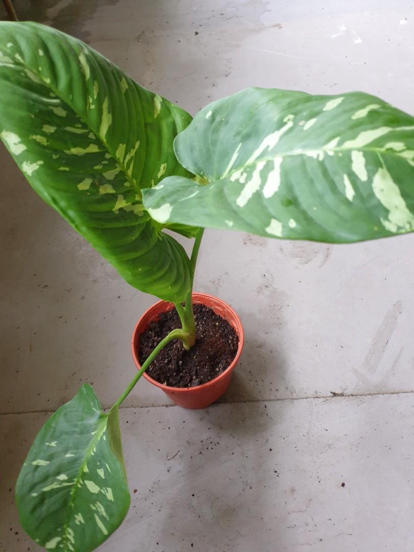 Homalomena Army Variegated, Furniture & Home Living, Gardening, Plants ...