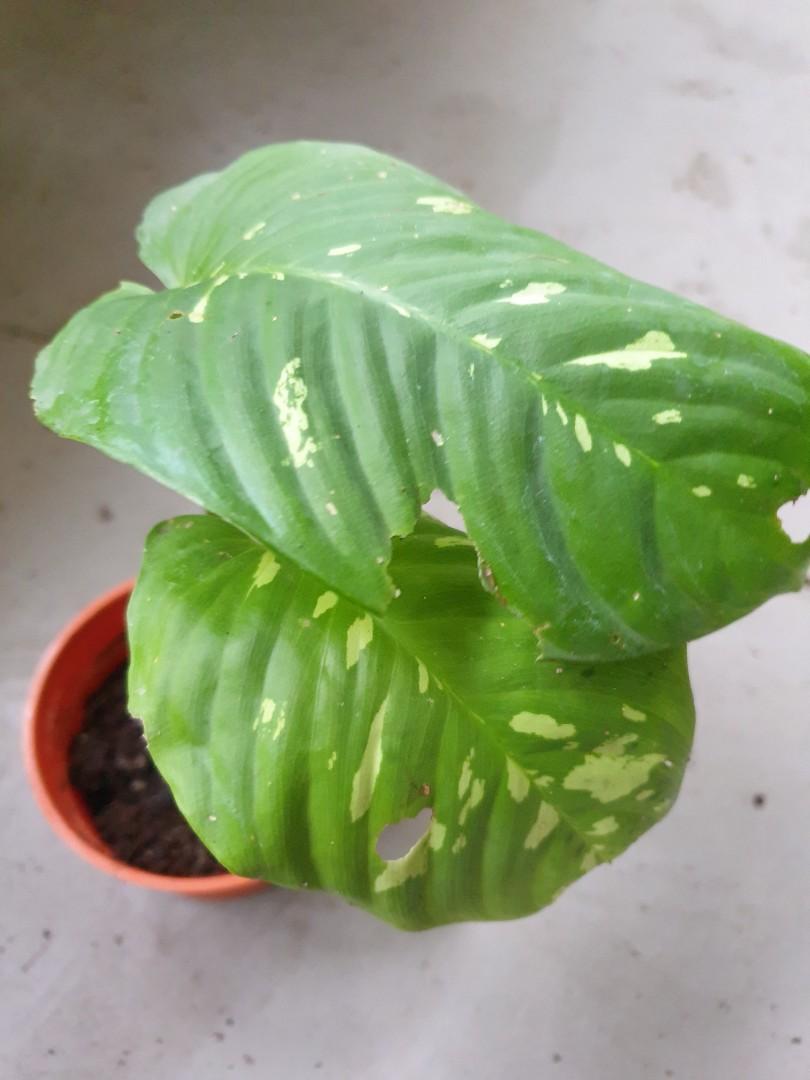 Homalomena Army Veriegated Variegated, Furniture & Home Living ...