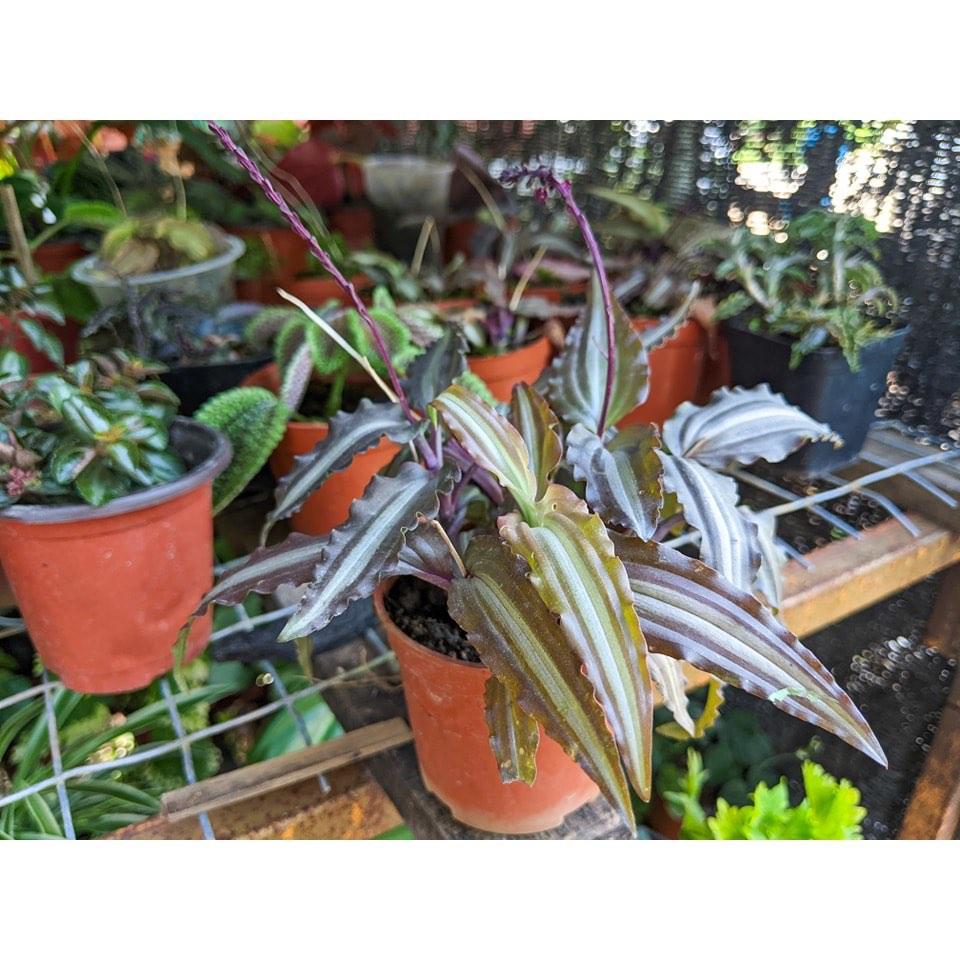 [SOLD OUT] Malaxis Lowii Jewel Orchid, Furniture & Home Living ...