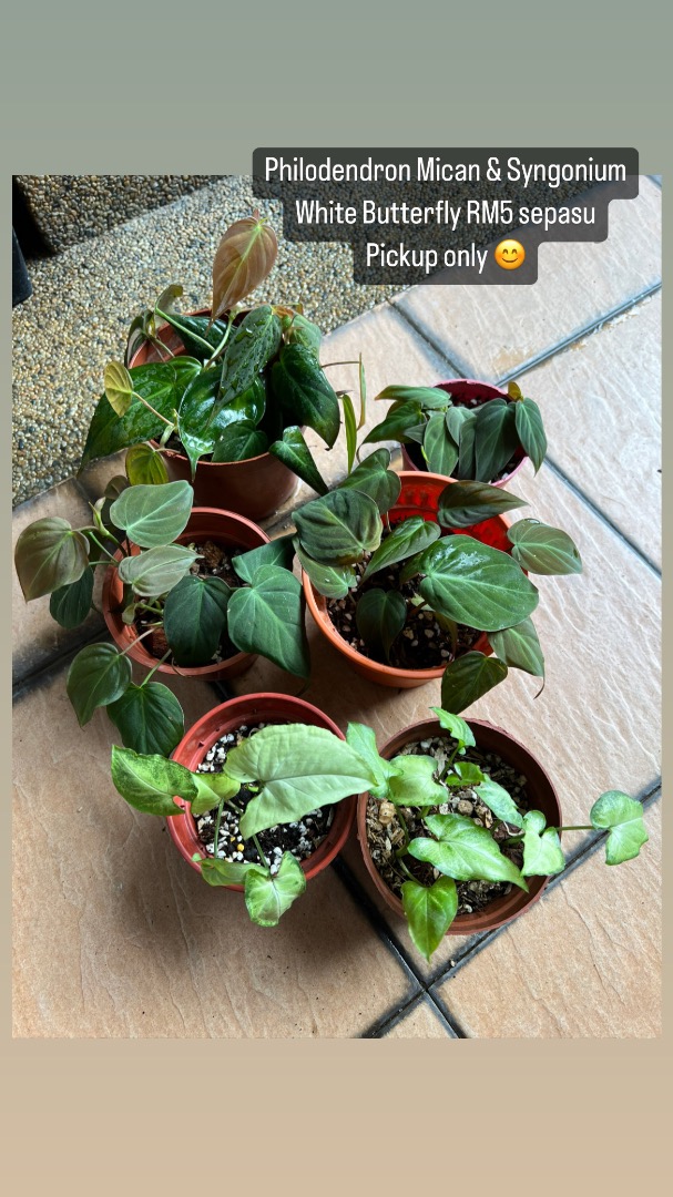 Philodendron Mican & Syngonium White Butterfly, Furniture & Home Living ...