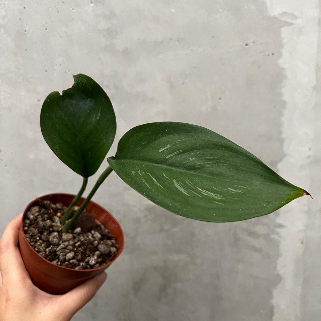 Scindapsus Officinalis, Furniture & Home Living, Gardening, Plants ...