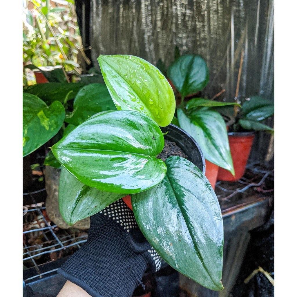 Scindapsus wild plant/Live Plant/READY STOCK/VERY RARE [SCINDAPSUS SP ...