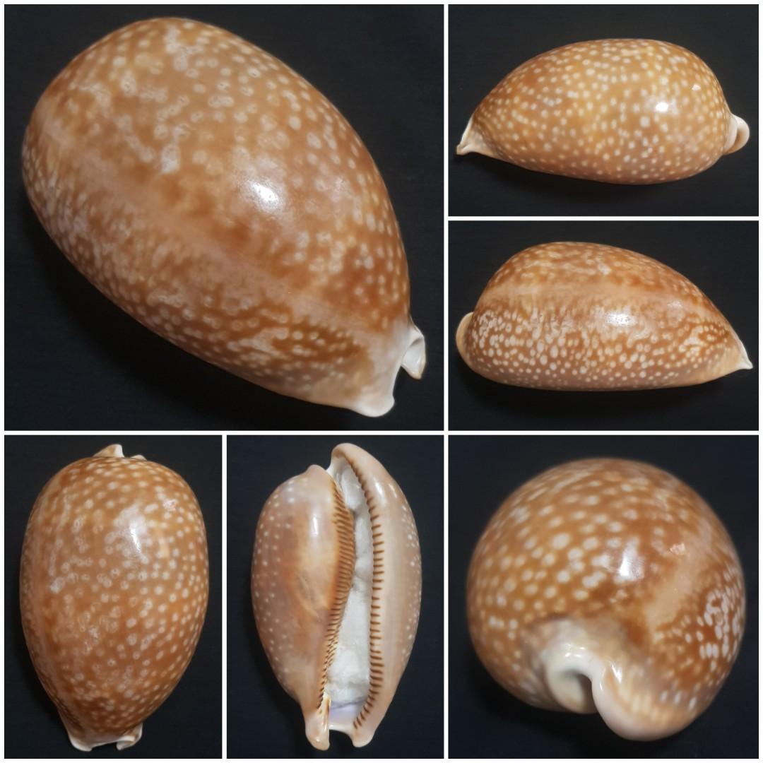 Seashell Giant Atlantic Deer Cowry, Hobbies & Toys, Memorabilia ...