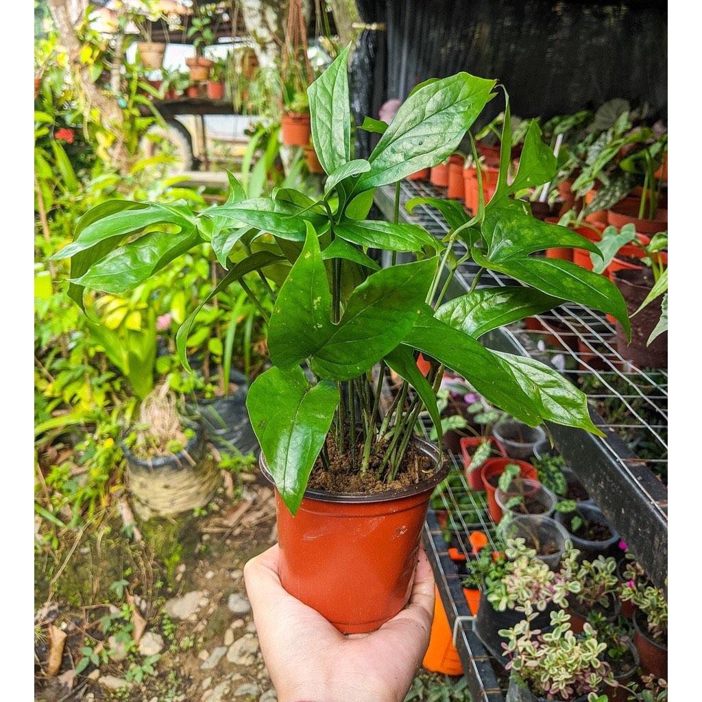 [SOLD OUT] SPIDER MONSTERA/BORNEO PLANT/Ready Stock (AMYDRIUM MEDIUM ...