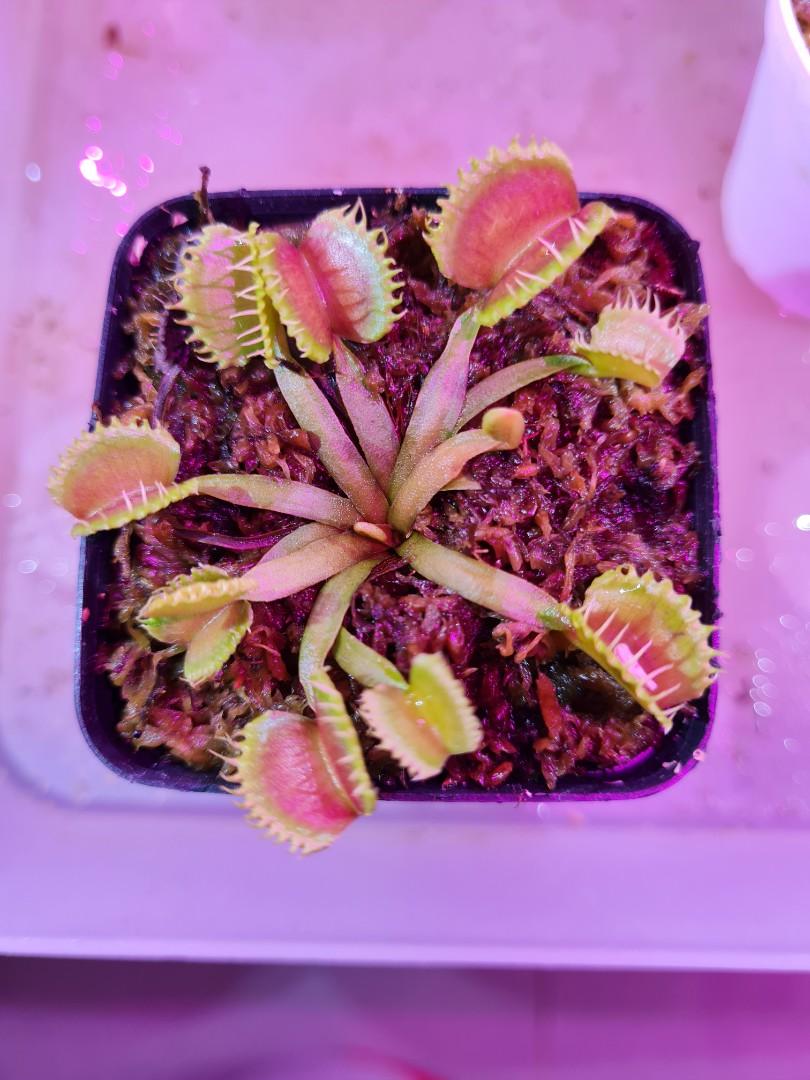 VFTKingSg 'Giant Werewolf' Venus Flytrap. 5.5cm pot., Furniture & Home ...