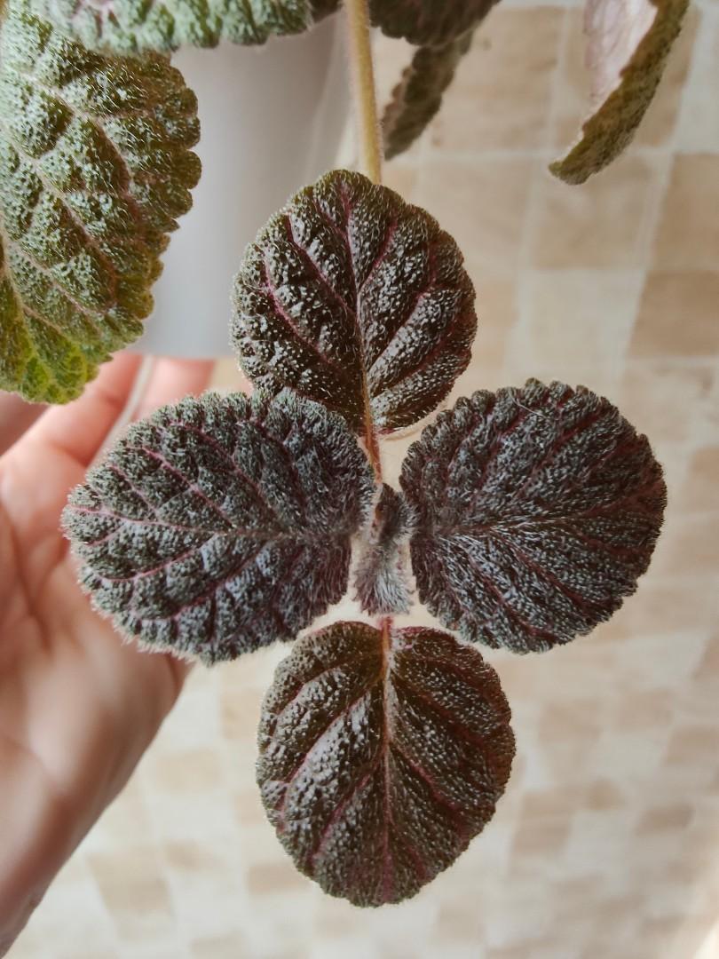Episcia red kee wee with self watering pot, Furniture & Home Living ...