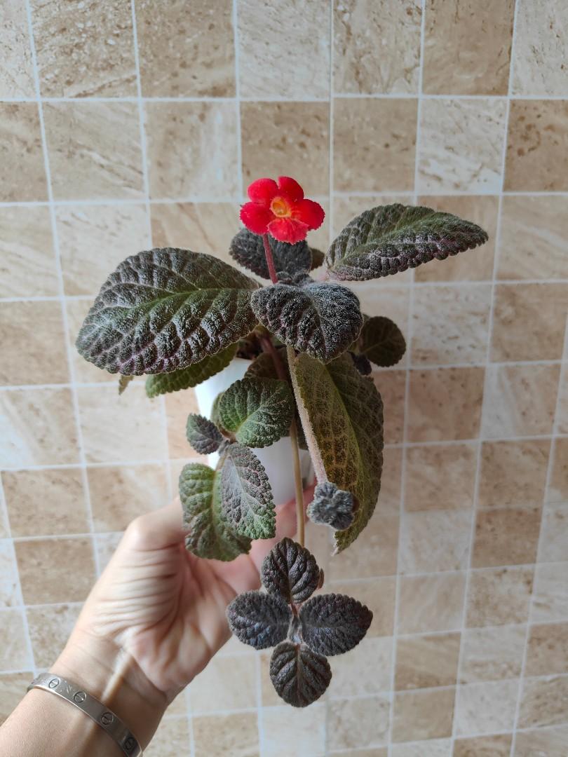 Episcia red kee wee with self watering pot, Furniture & Home Living ...