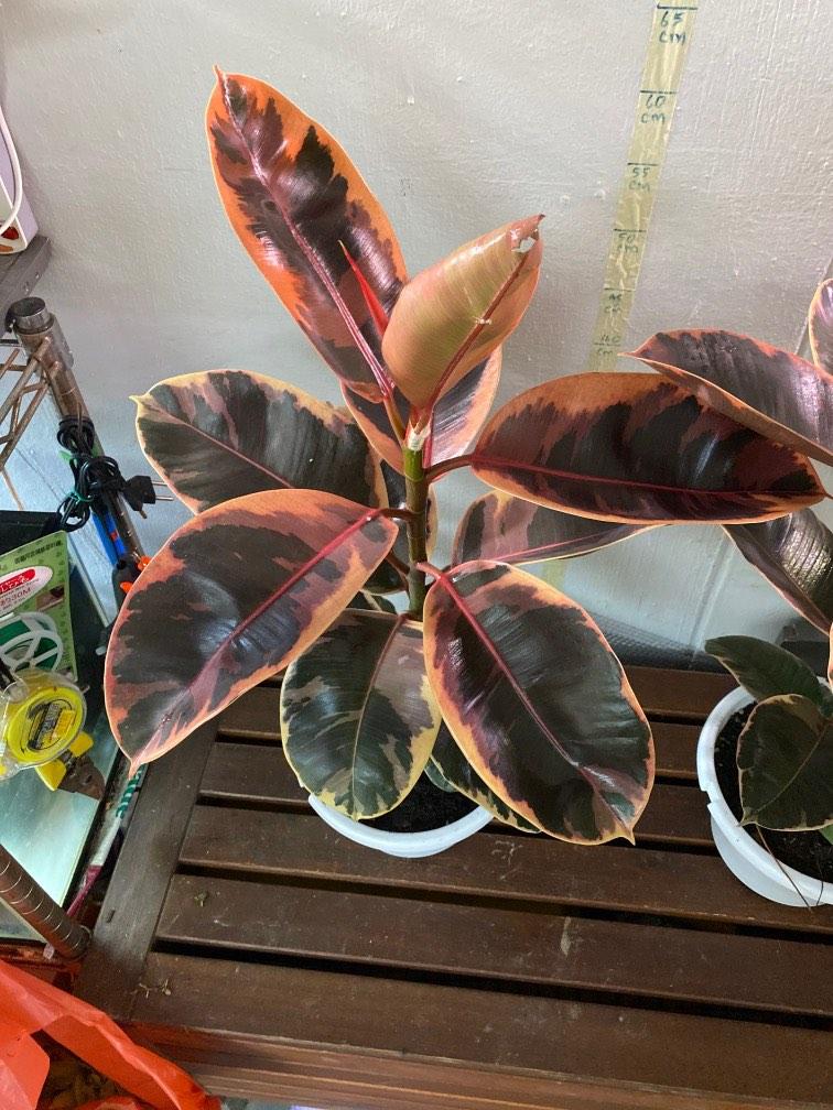 Ficus Elastica Ruby 70cm tall in 23cm white pot . $15 each, Furniture ...