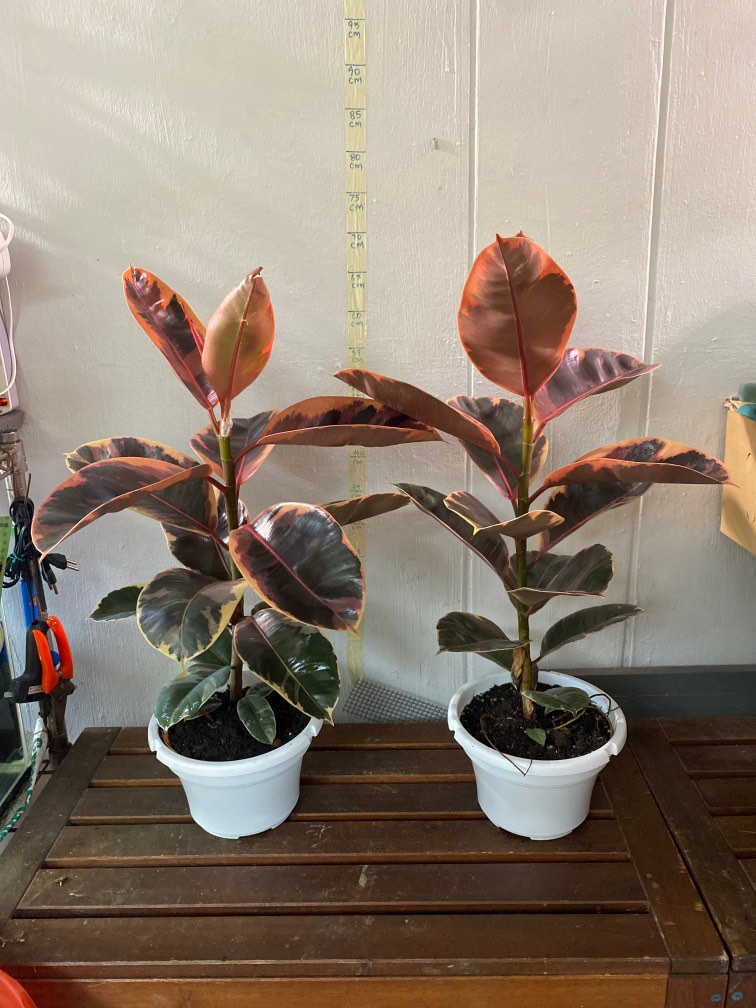 Ficus Elastica Ruby 70cm tall in 23cm white pot . $15 each, Furniture ...
