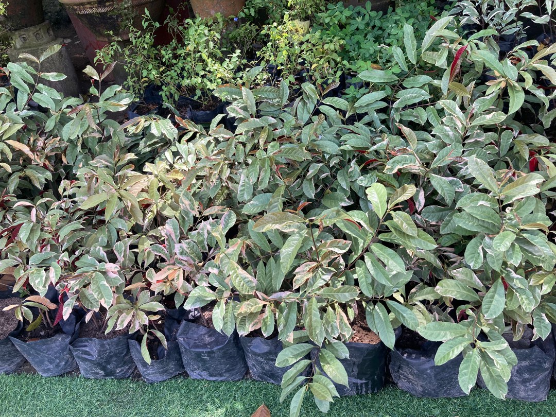 Picara, Furniture & Home Living, Gardening, Plants & Seeds on Carousell