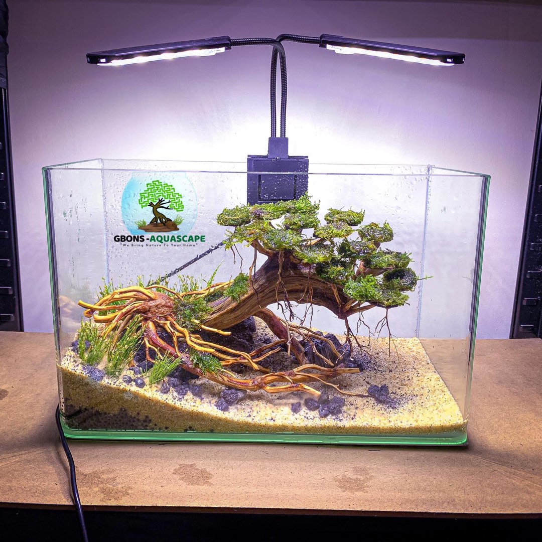 2.5 Gallon Aquarium Tank with Scape and Ledlight, Pet Supplies, Homes ...