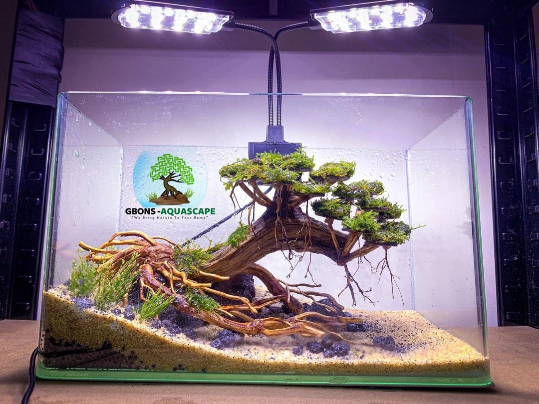 2.5 Gallon Aquarium Tank with Scape and Ledlight, Pet Supplies, Homes ...