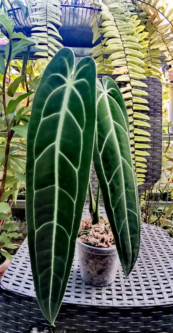 Anthurium Warocqueanum, Furniture & Home Living, Gardening, Plants ...