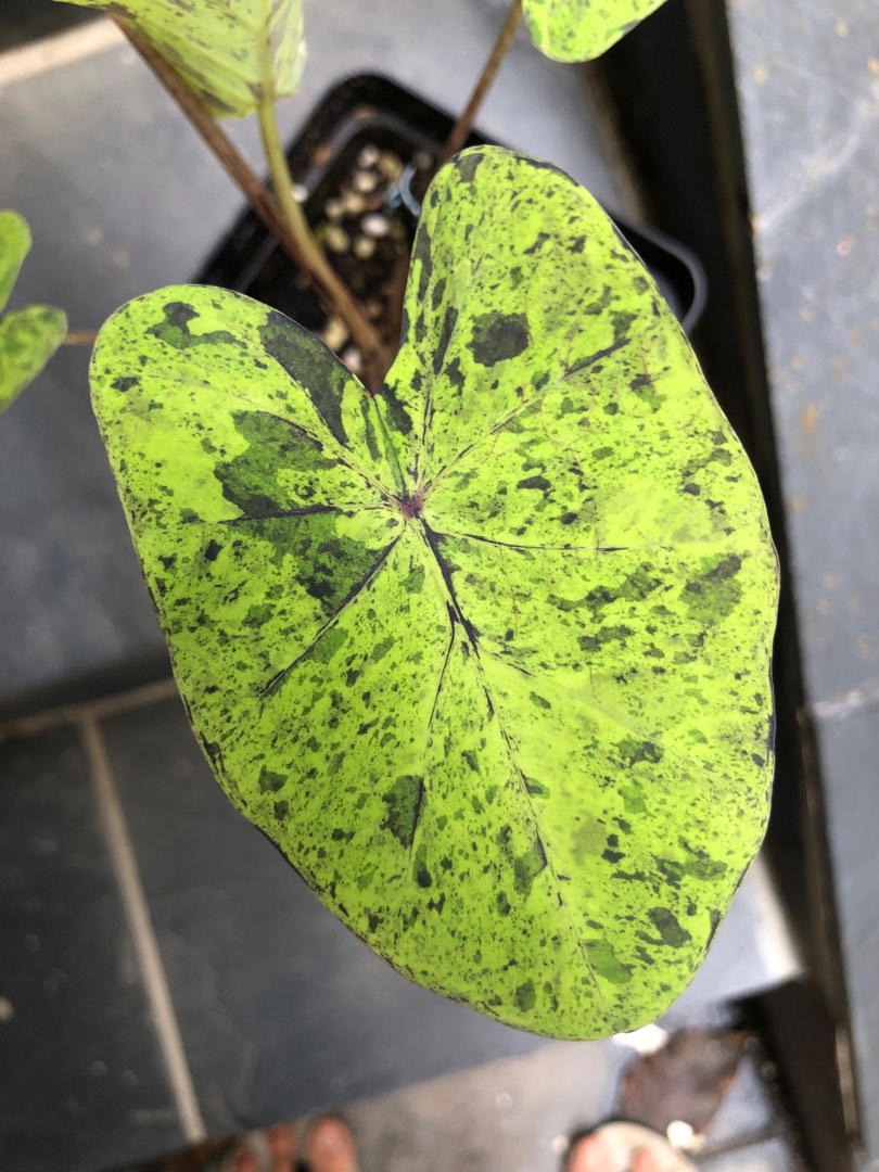 Bundle sale colocasia mojito caladium frog in a blender 2-in-1 ...