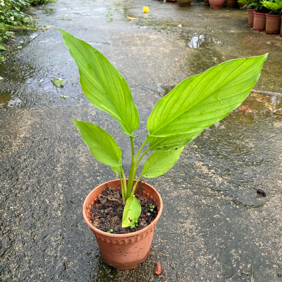 Curcuma Longa L., Turmeric (0.4m), Furniture & Home Living, Gardening ...