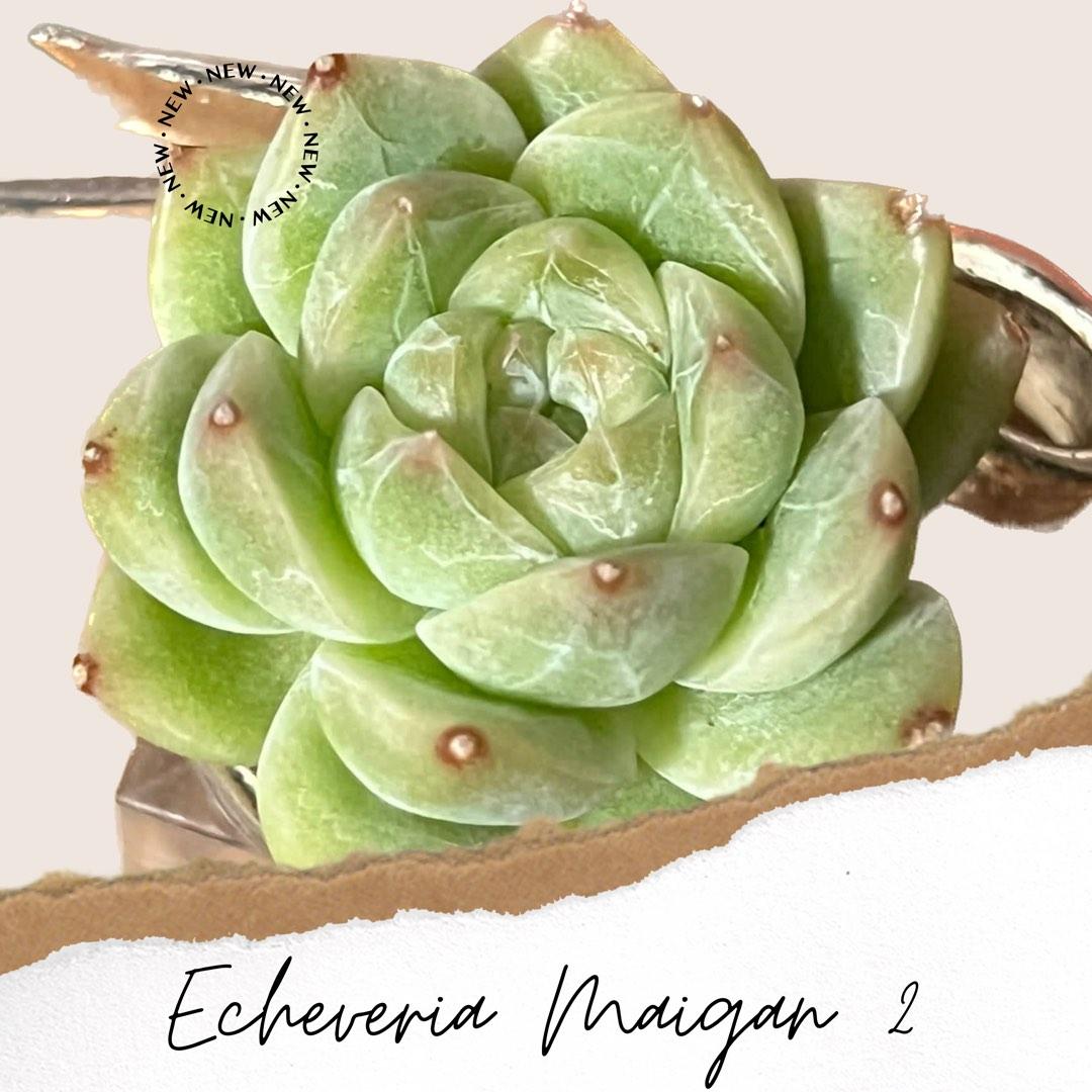 Echeveria Maigan Assorted Collections, Furniture & Home Living ...
