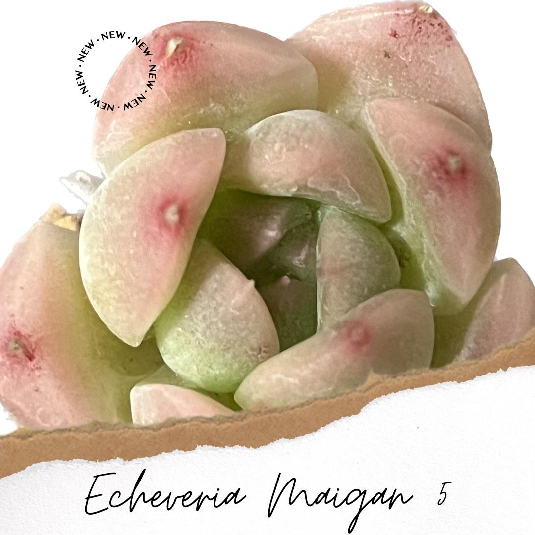 Echeveria Maigan Assorted Collections, Furniture & Home Living ...