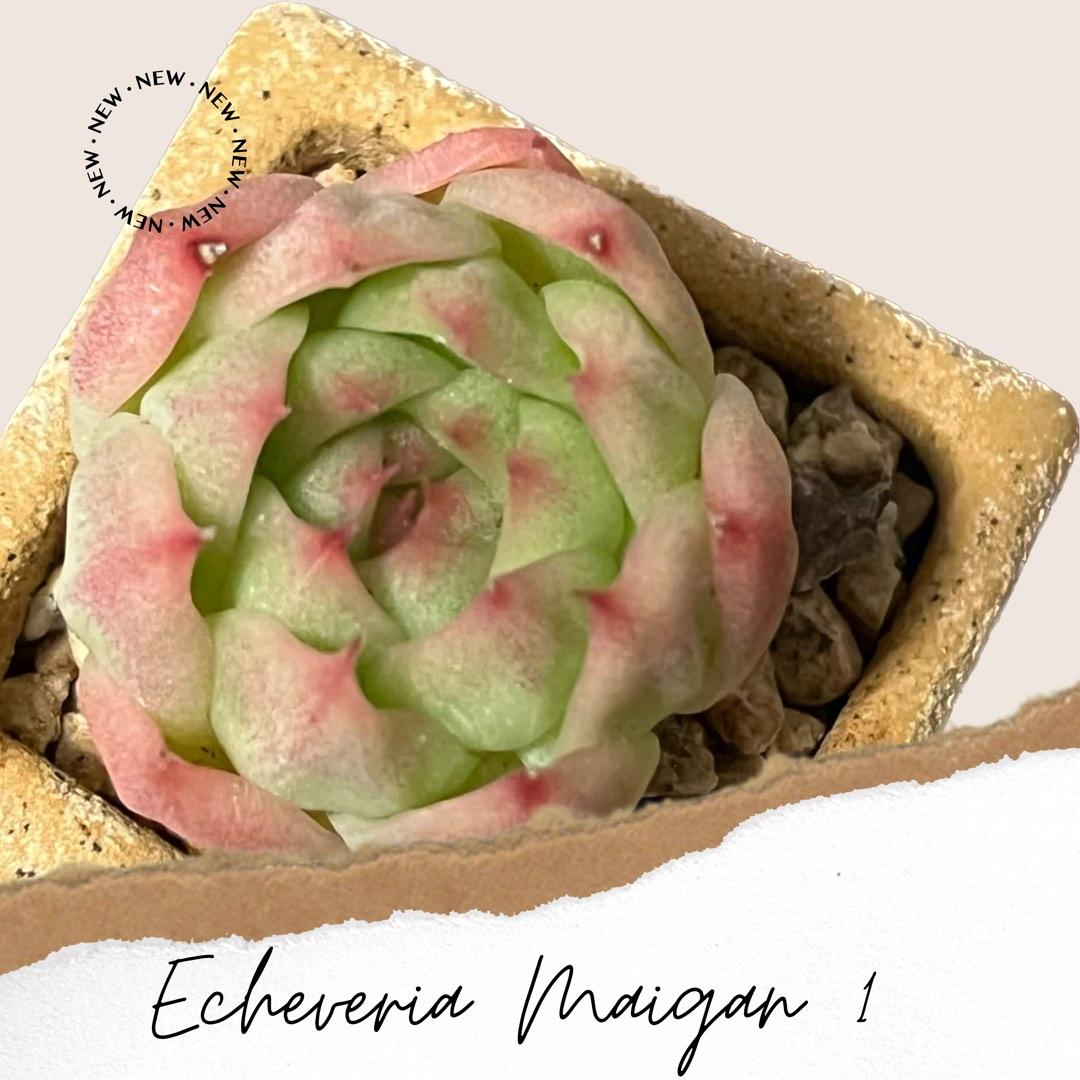 Echeveria Maigan Assorted Collections, Furniture & Home Living ...
