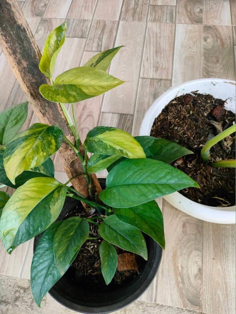 Epipremnum Pinnatum Neon, Furniture & Home Living, Gardening, Plants ...